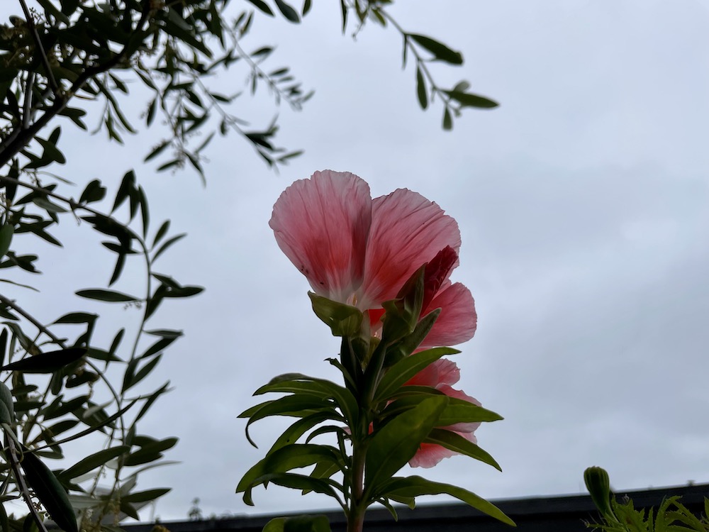 Gardening Through June Gloom