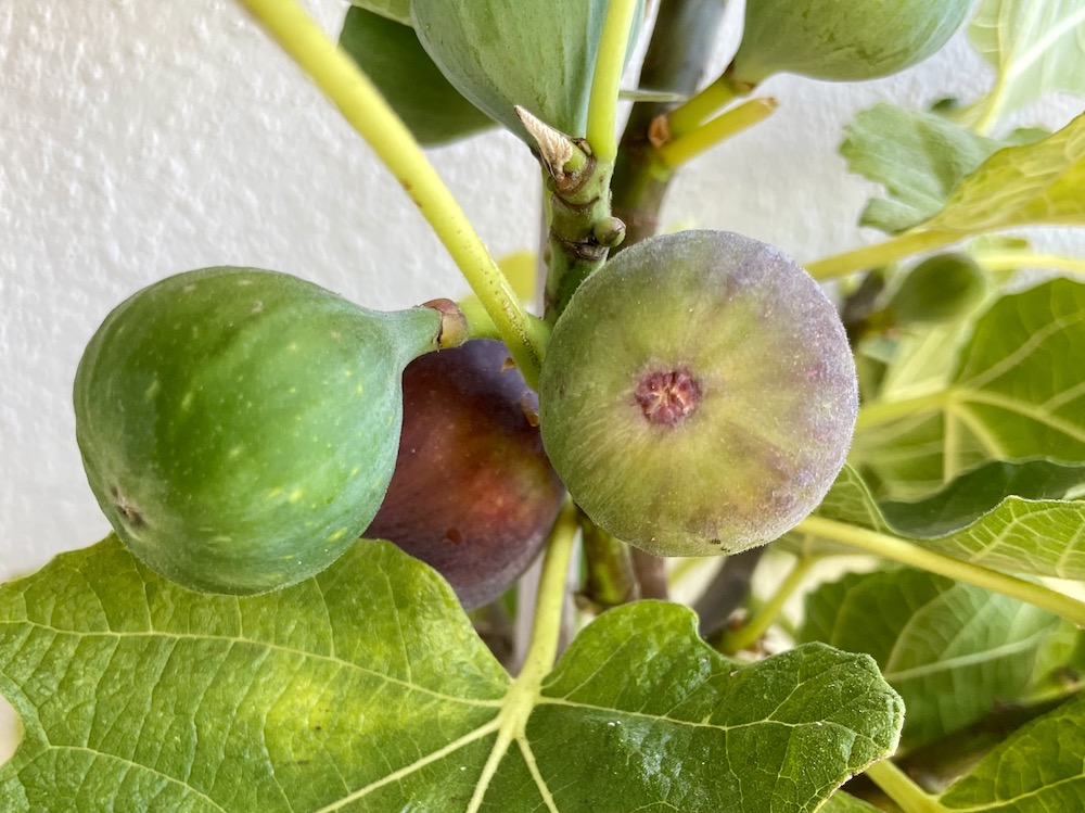 The Tenacious Fig - Botany on the Balcony