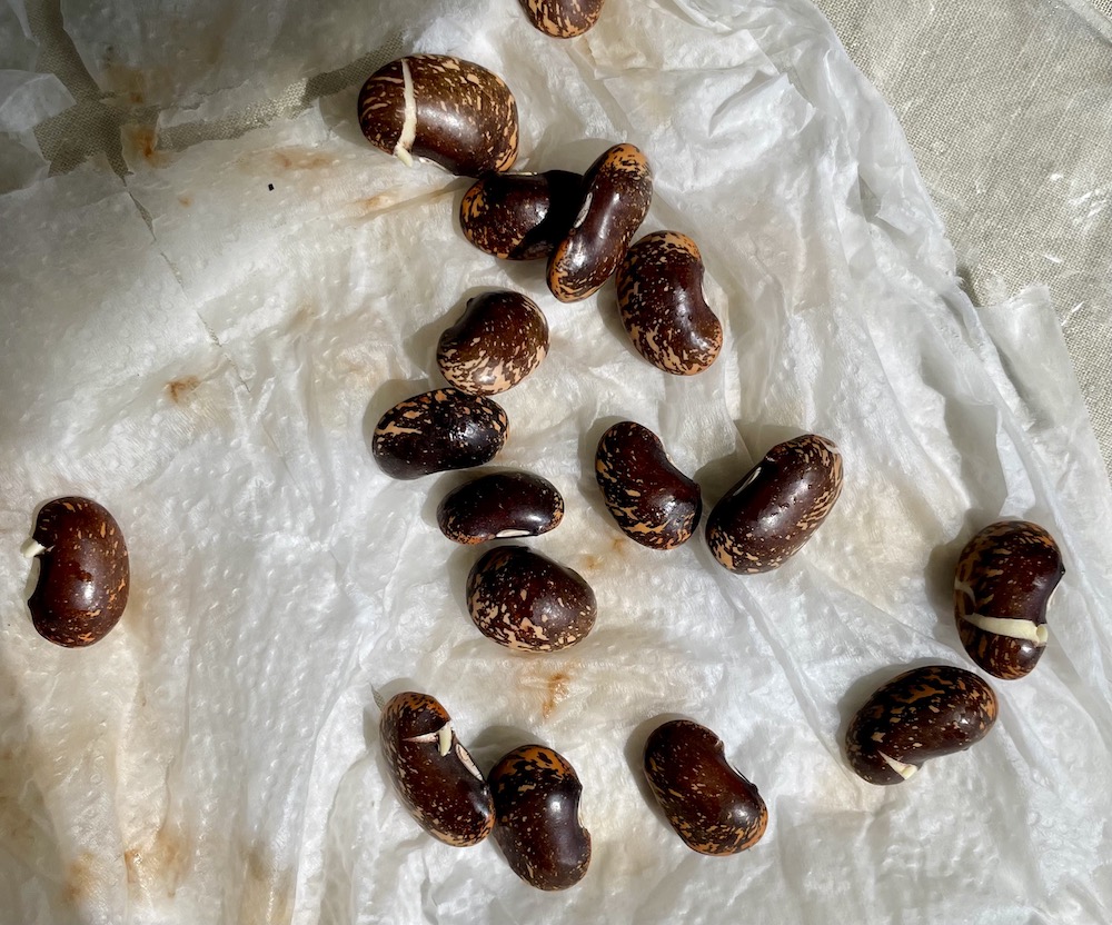 Save Time and Emotional Labor by Testing Your Dusty Old Seeds