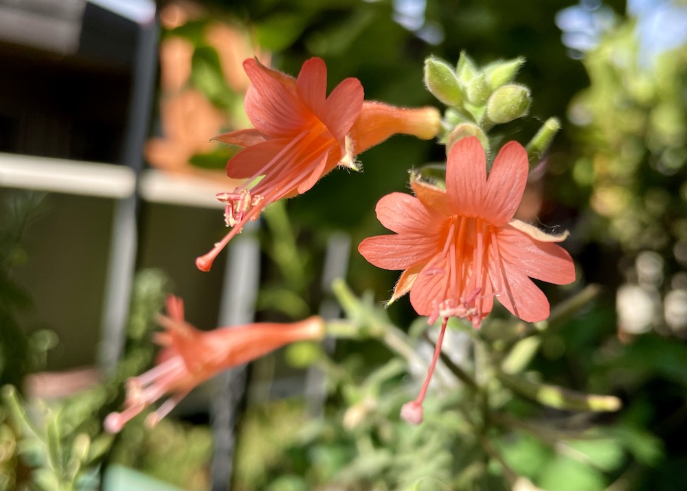 How to Grow and Propagate California Fuchsia in Containers - Botany on ...